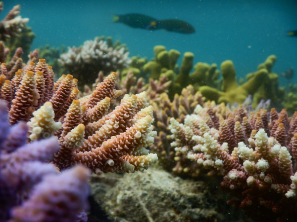 Meratus - Meratus Collaborates with Local to Restore 1,000 Coral Reefs ...