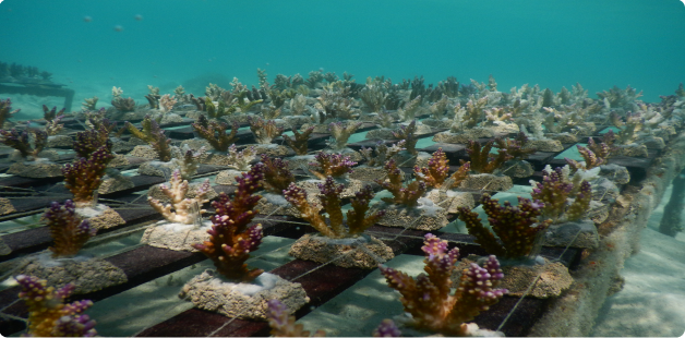 Meratus - Sustainability